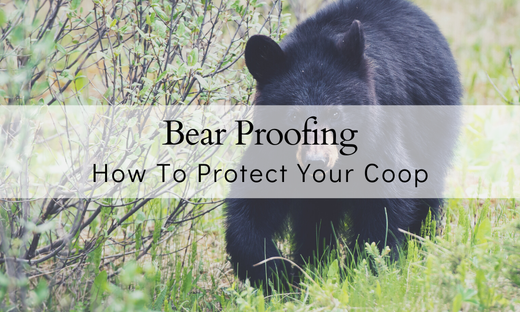 7 Ways To BEST Bear Proof Your Chicken Coop – The Farmers Cupboard