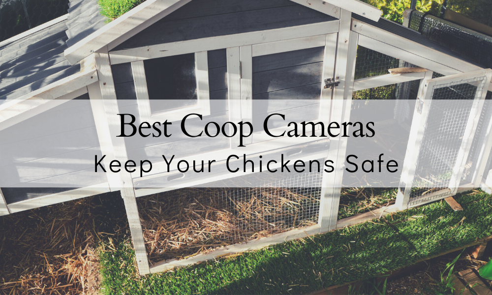 BEST Chicken Coop Cameras for 2026 | Most Reliable Options – The ...