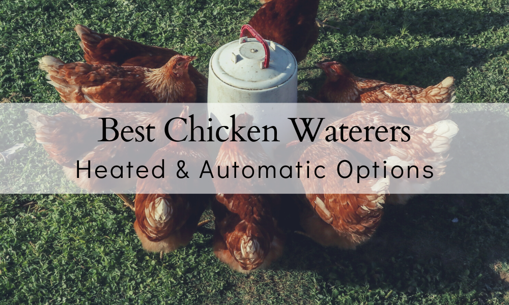 5 BEST Chicken Waterers for 2025 – The Farmers Cupboard