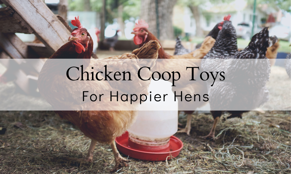 BEST Chicken Coop Toys | For Happier Hens – The Farmers Cupboard