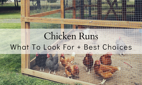 BEST Chicken Runs for 2026 | What To Look For – The Farmers Cupboard