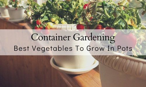 13 Best Vegetables To Grow In Pots – The Farmers Cupboard