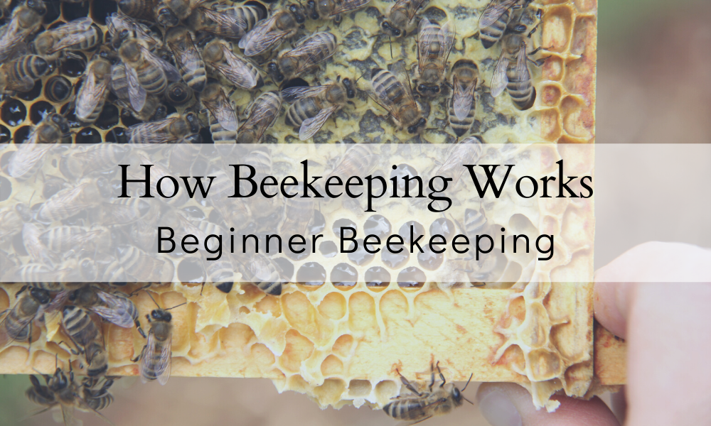 BEGINNER Beekeeping | Everything There Is To Know – The Farmers Cupboard