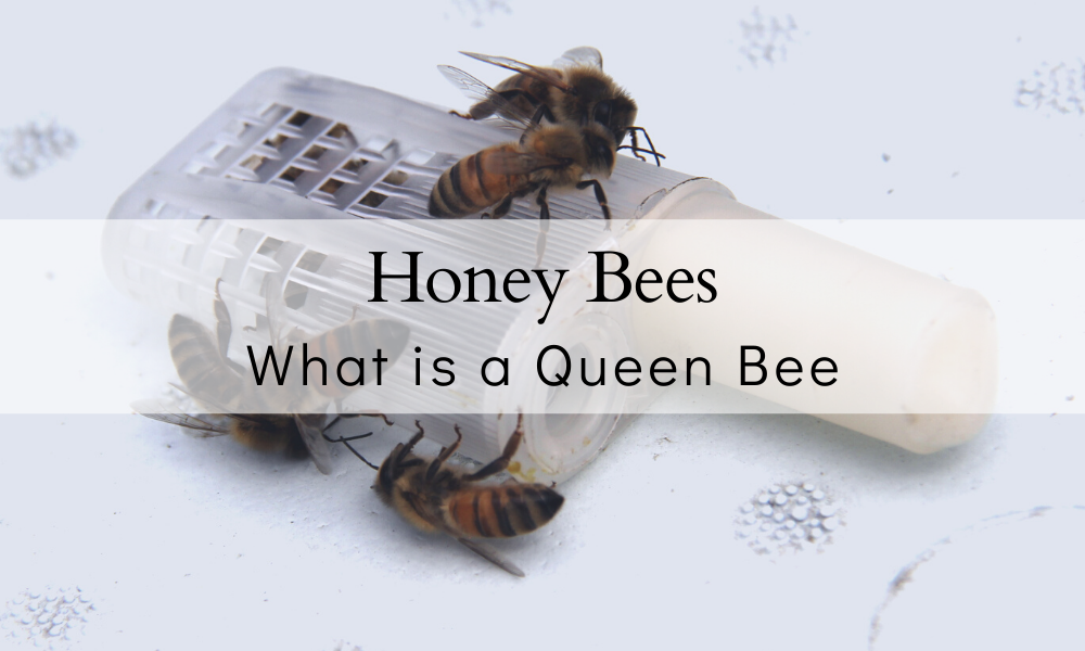 Honey Bees | What Is A Queen Bee – The Farmers Cupboard