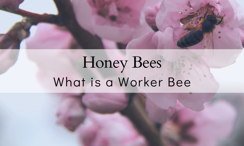 Honey Bees | What Is A Worker Bee – The Farmers Cupboard